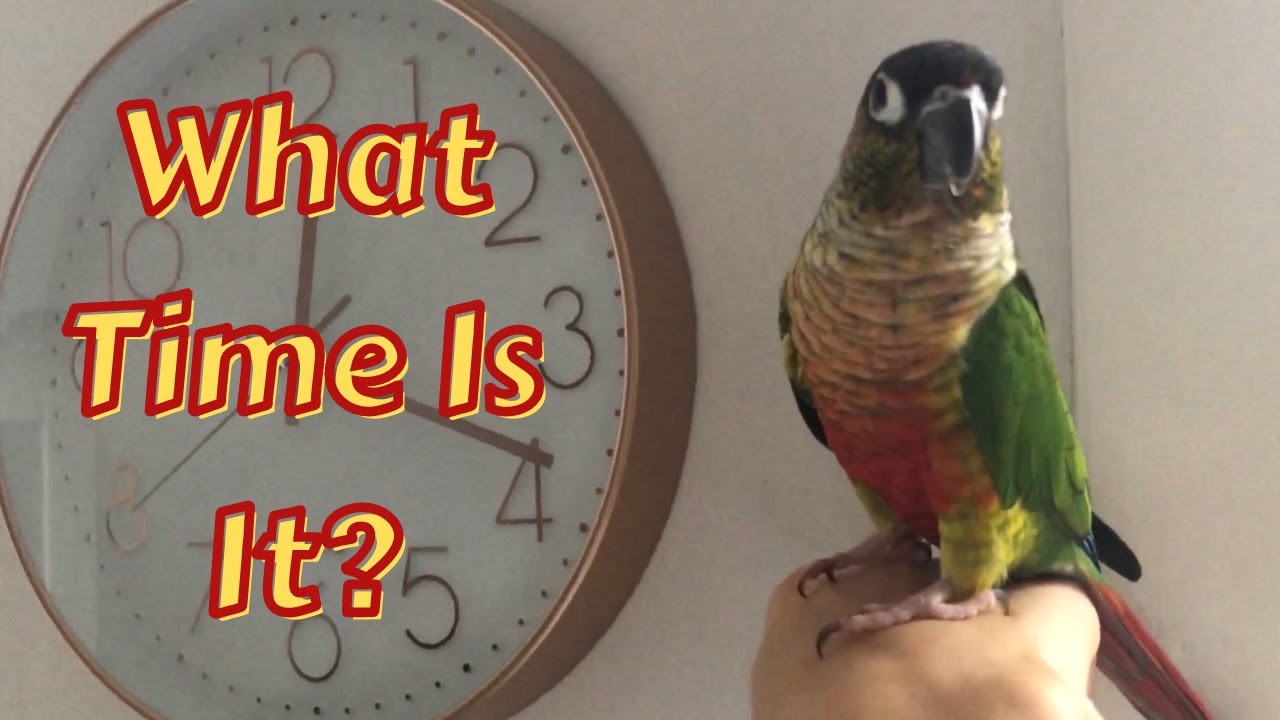 Parrot Time Obsession: Watch this bird get excited about the clock on ...