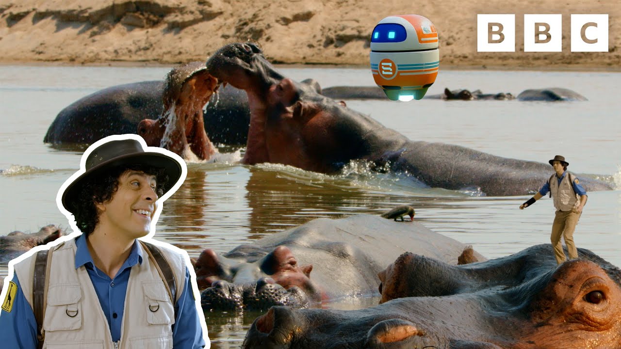 Playful Animals with Andy's Global Adventures | CBeebies - YouTube