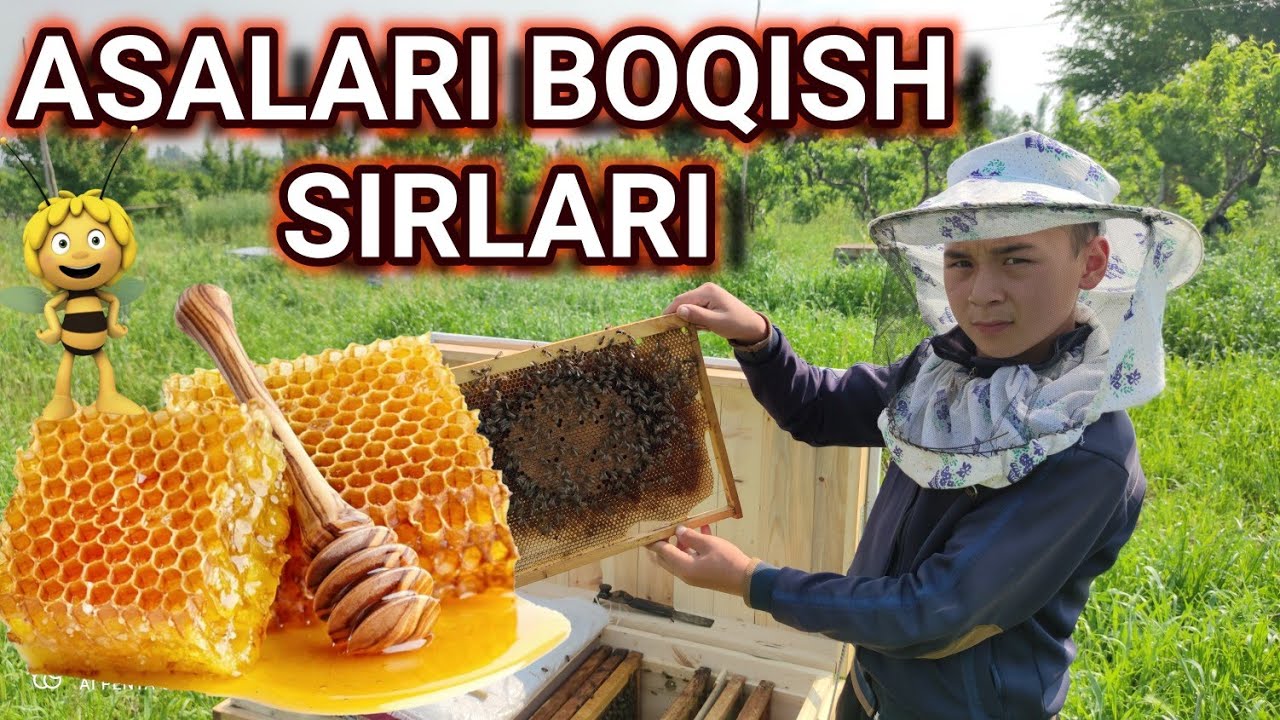 Ochiq muloqat Asalari boqish sirlari. Yetti hazinani biri - YouTube