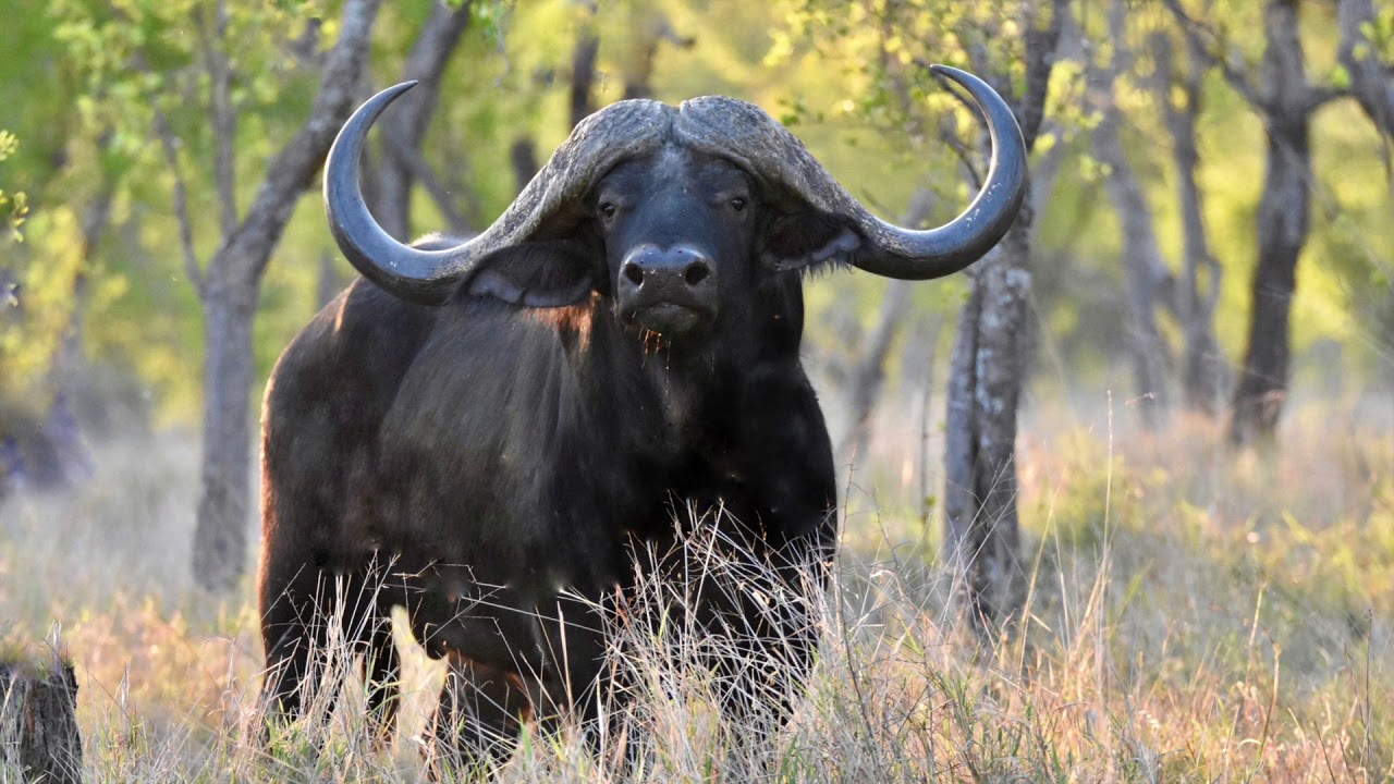 Breeding Bull of Nyumbu Game - YouTube