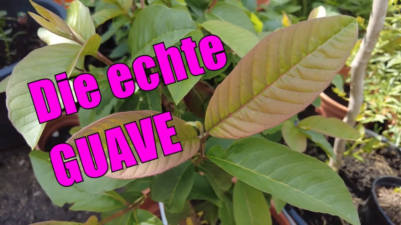 Exoten im Garten 🍍🌴 | Echte Guave, Erdbeer-Guave, Ananas-Guave ...