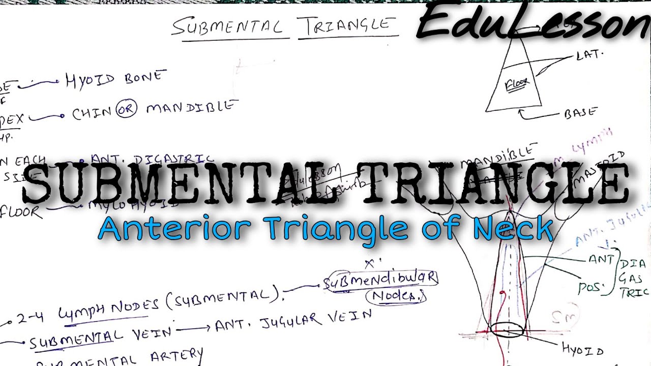 Submental Triangle - Anterior Triangle of Neck - YouTube