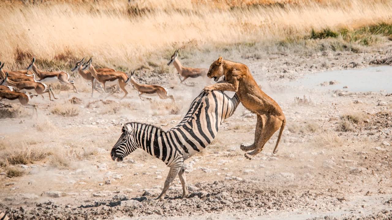 Most Dangerous Attock Lion Vs Zebra - YouTube
