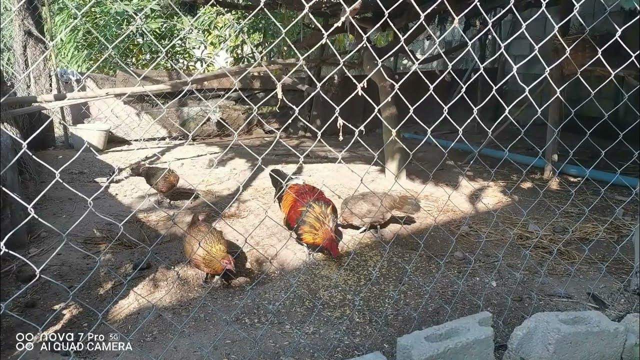 EP37 - qaib dib tuaj zoo - YouTube