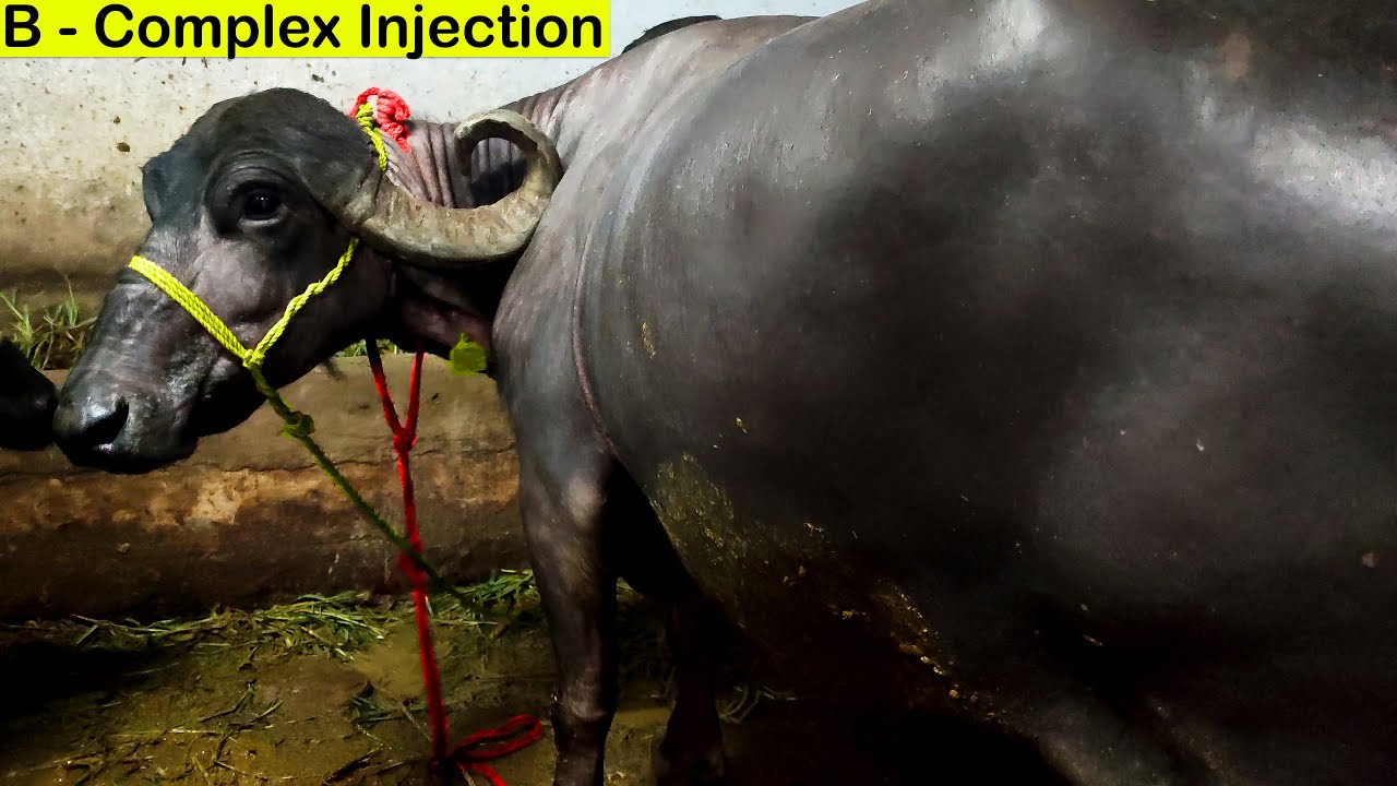 Buffalo Video | Belamyl | B - Complex Injection | Vitamin B 12 ...