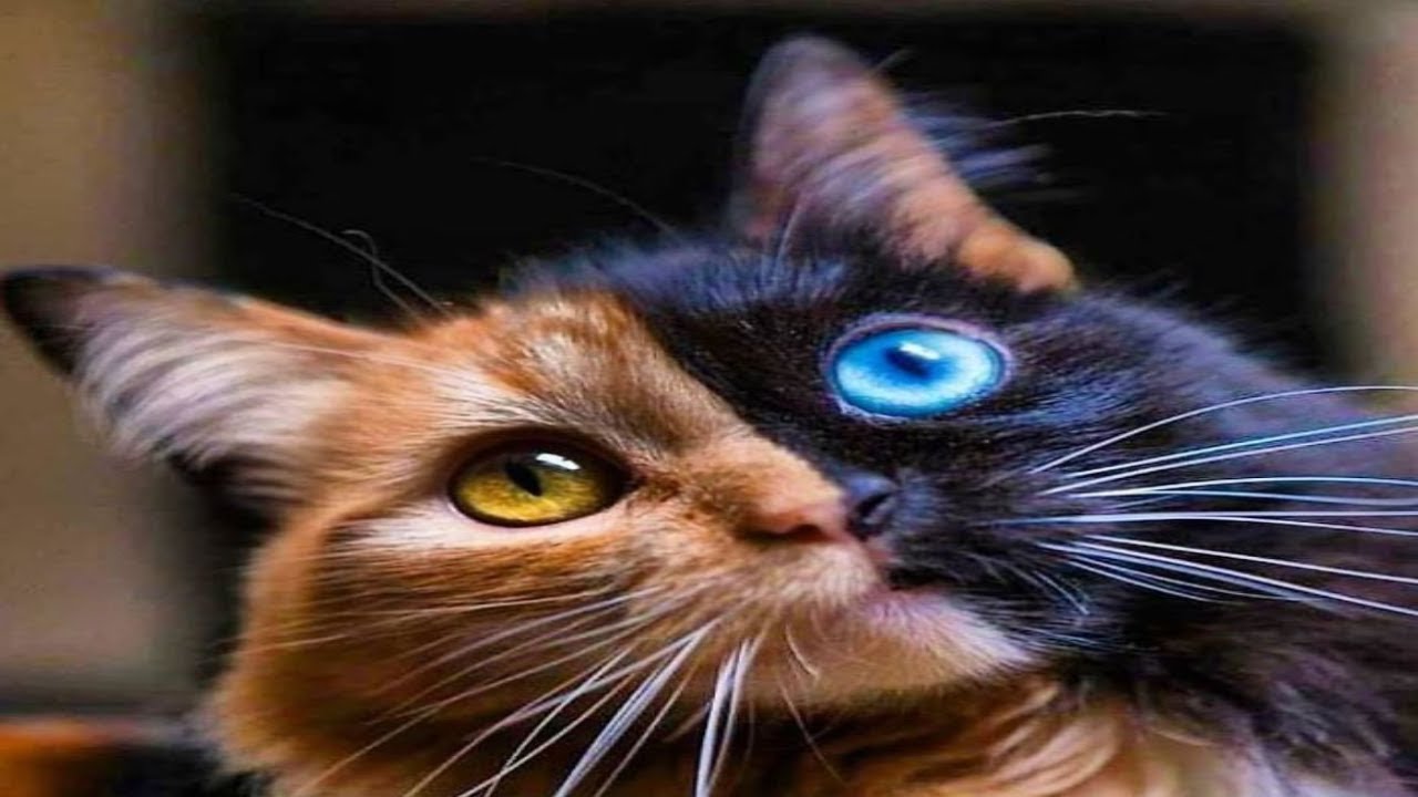 Meet Quimera, A Beautiful Chimera Cat With Two Perfectly Different ...