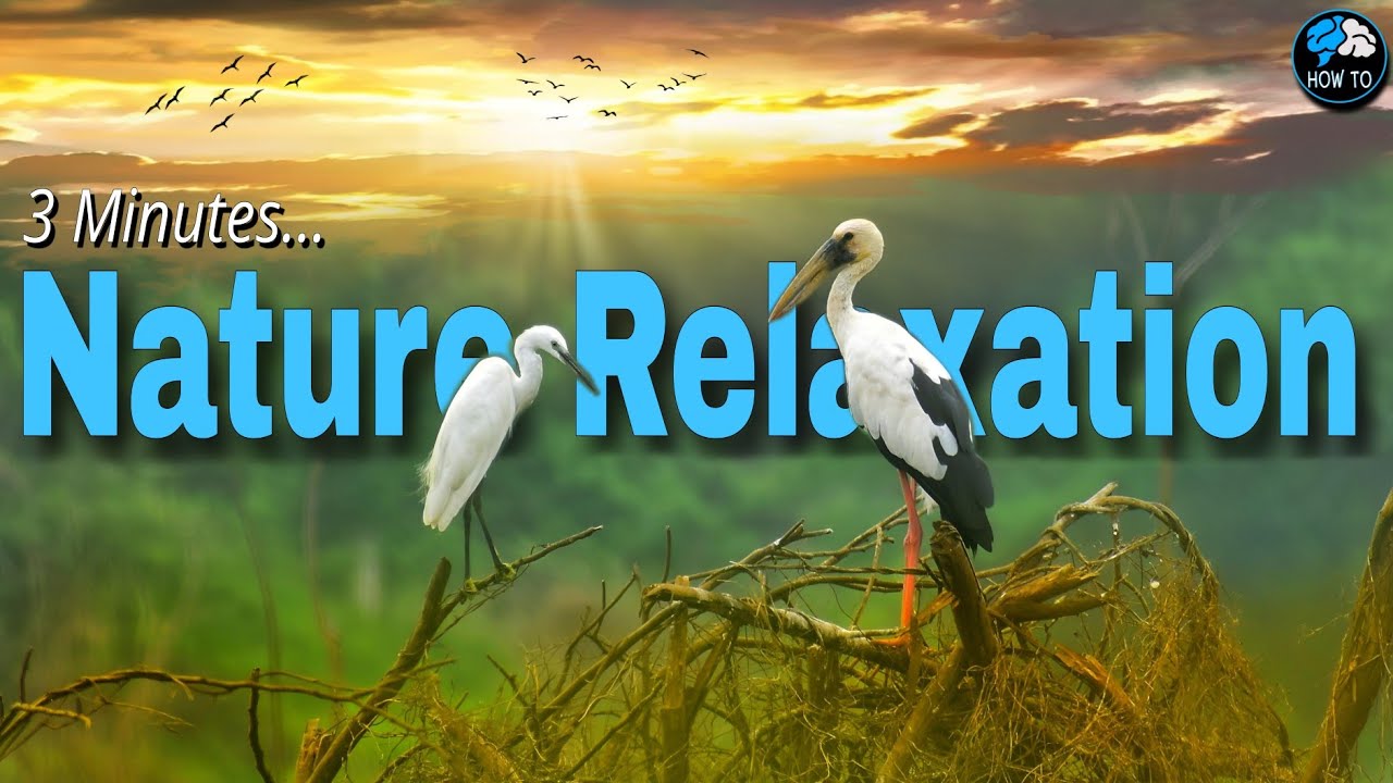 Wildlife Birds Photography /Morning Calming music /Nature Birds ...