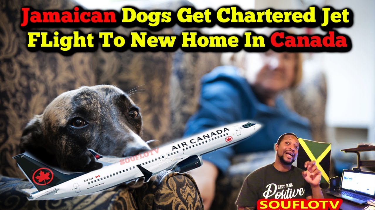 Jamaican Dogs Get Visa & Chartered Jet Flight To Canada - YouTube