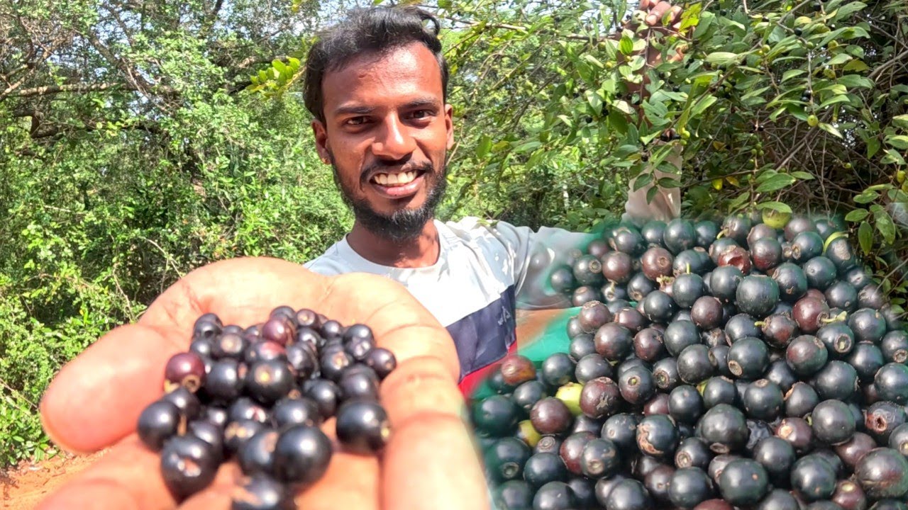 Soora Pazham Harvesting & Eating | சூரப்பழம் | Village Nature Fruit # ...