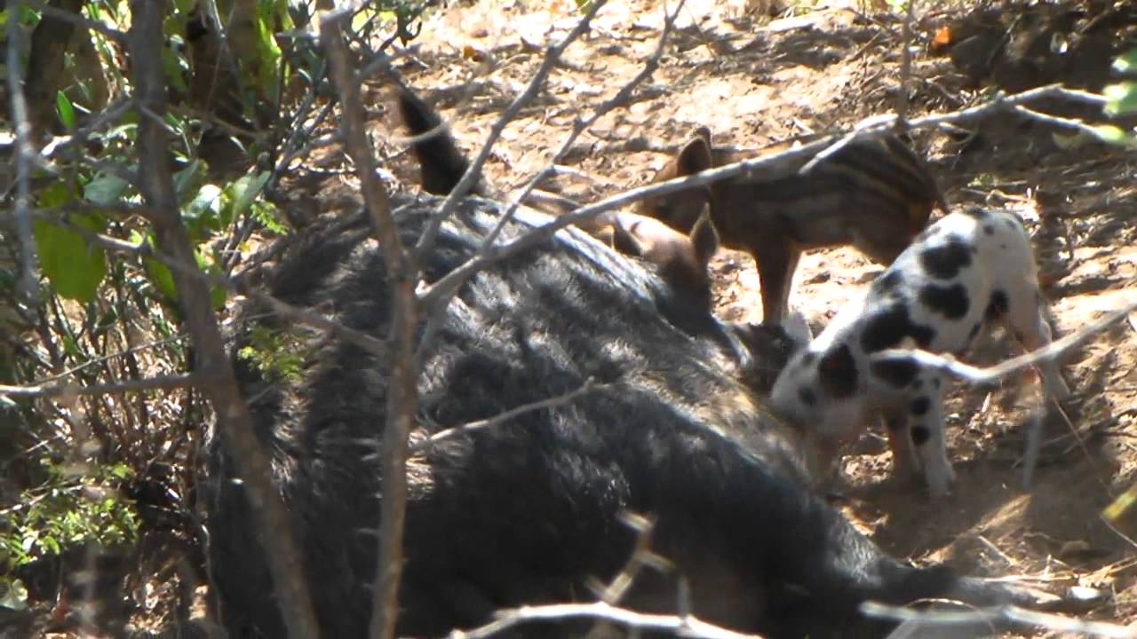 Hoyt Buffalo recurve wild boar Kill! - YouTube