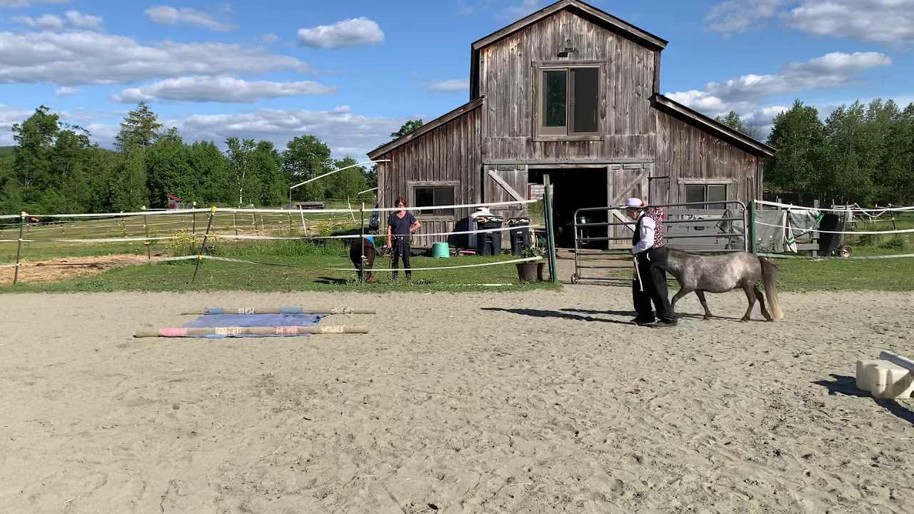 Julie Couture with Grayson #63 In Hand Trail Class - YouTube