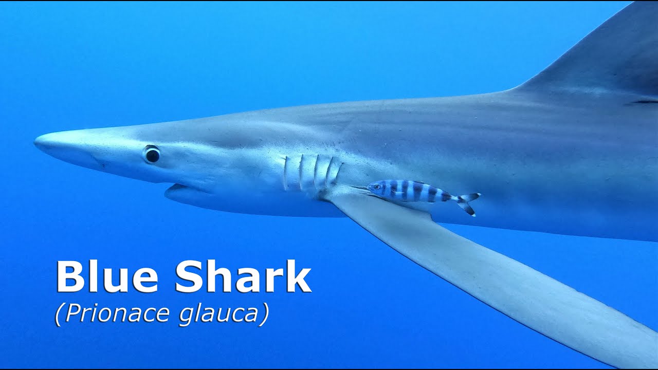 Blue Shark - Azores, Portugal - YouTube