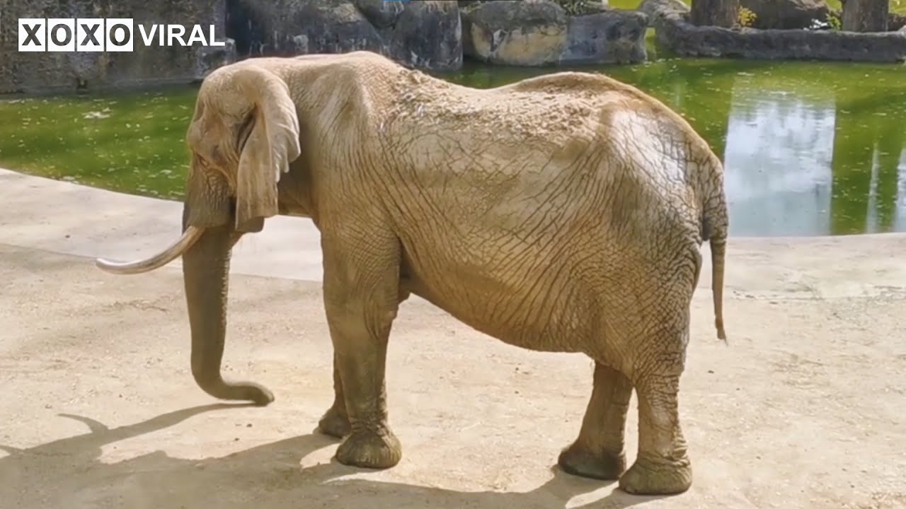 Animal Videos | Life of Elephant, Lion, Tiger, Giraffe, Turtle, Donkey ...