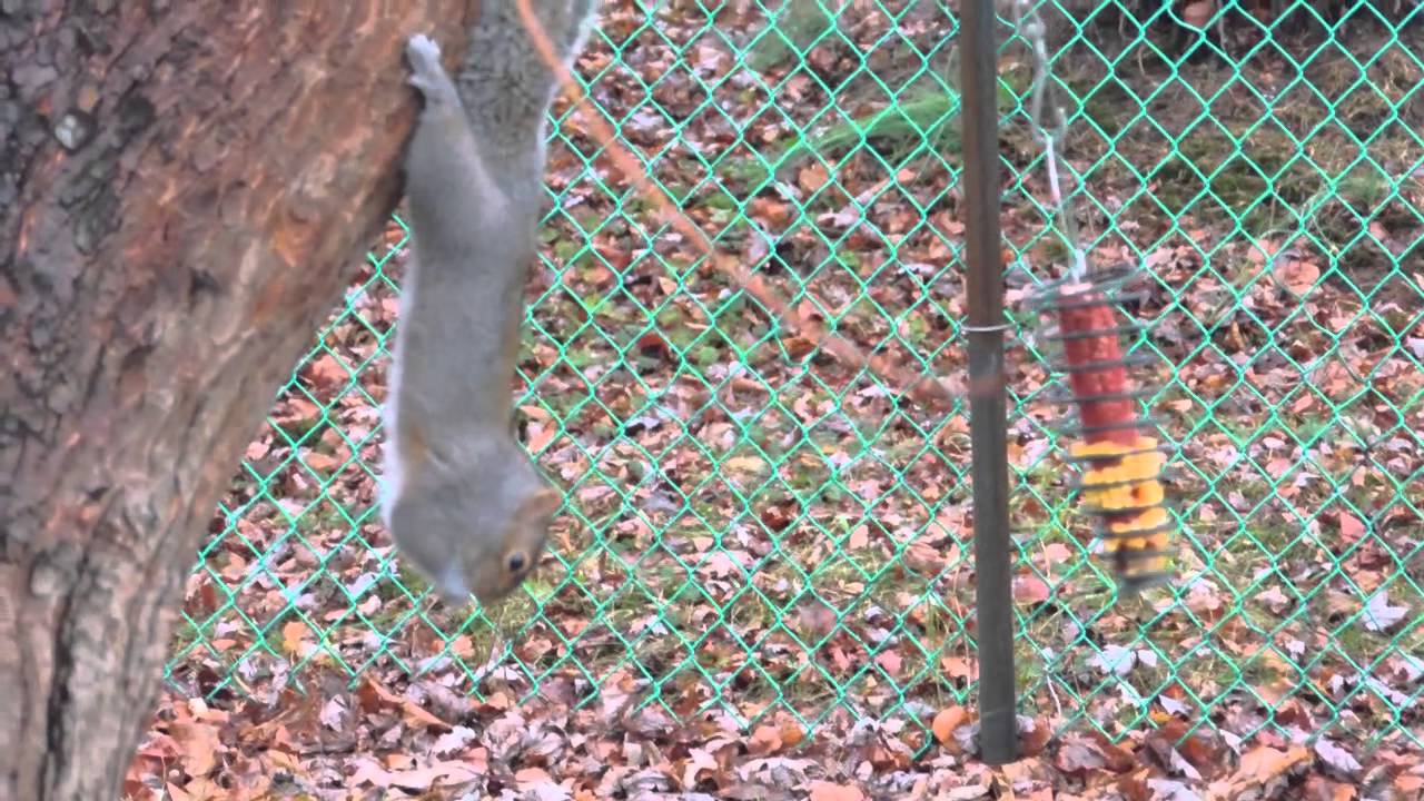 Squirrel Circus 1 - YouTube