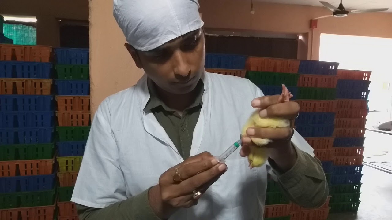 Blood Sample Collection: Day Old Chick at Hatchery for Serological ...