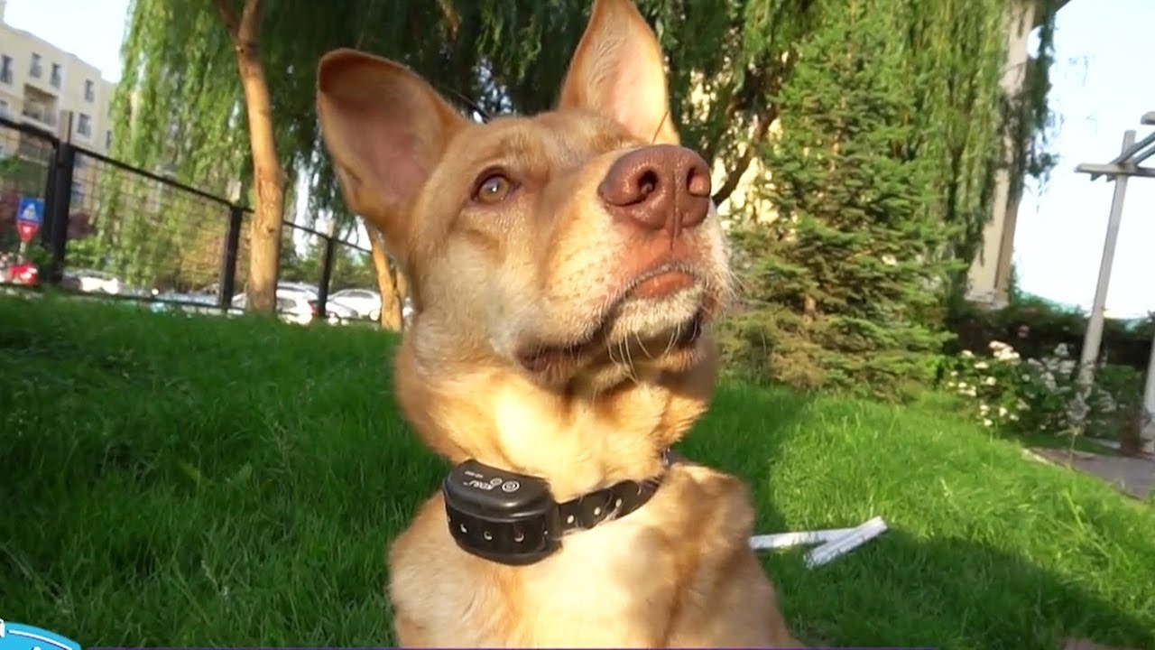 Sunny-caine rau sau cat de greu imbaiezi un catel - YouTube