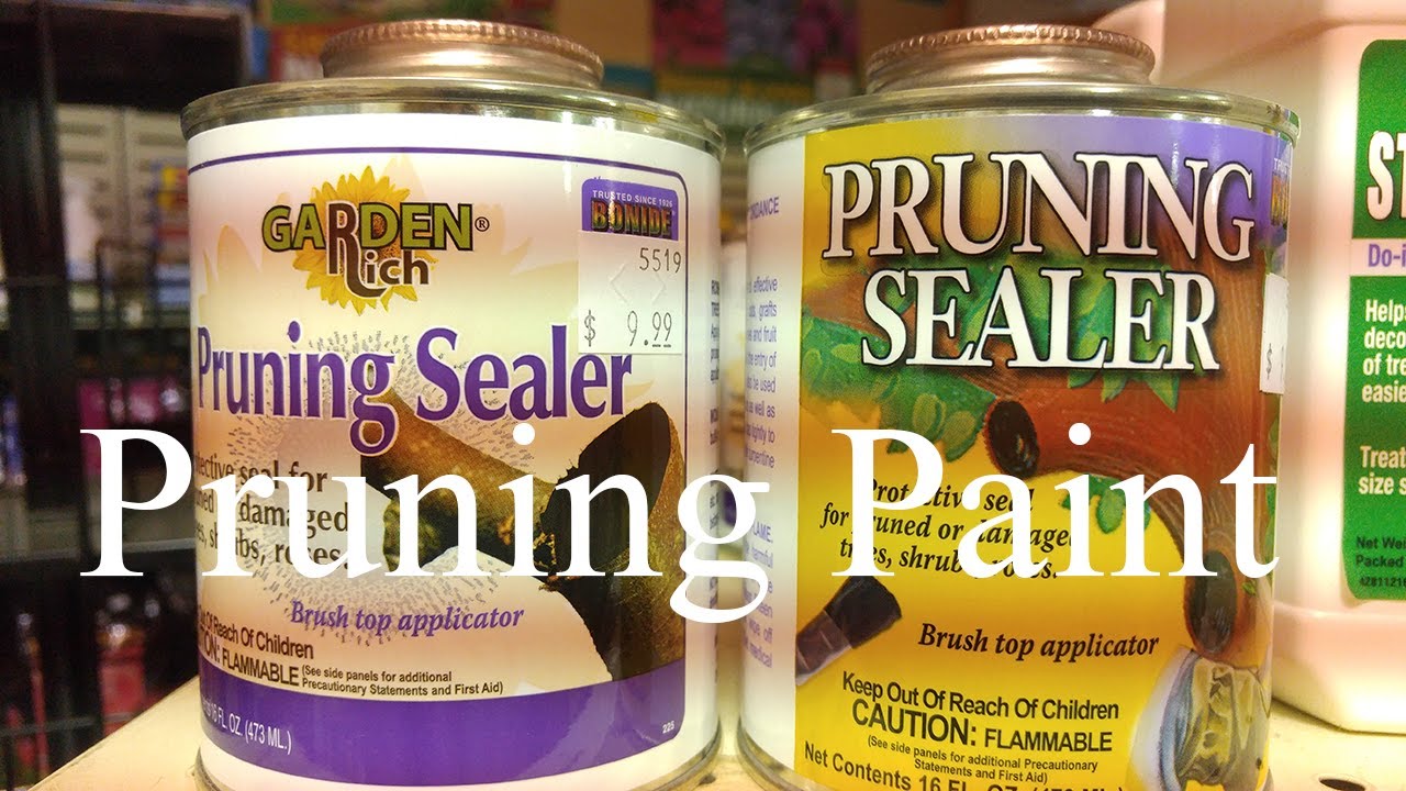 10 24 Pruning Paint? - YouTube