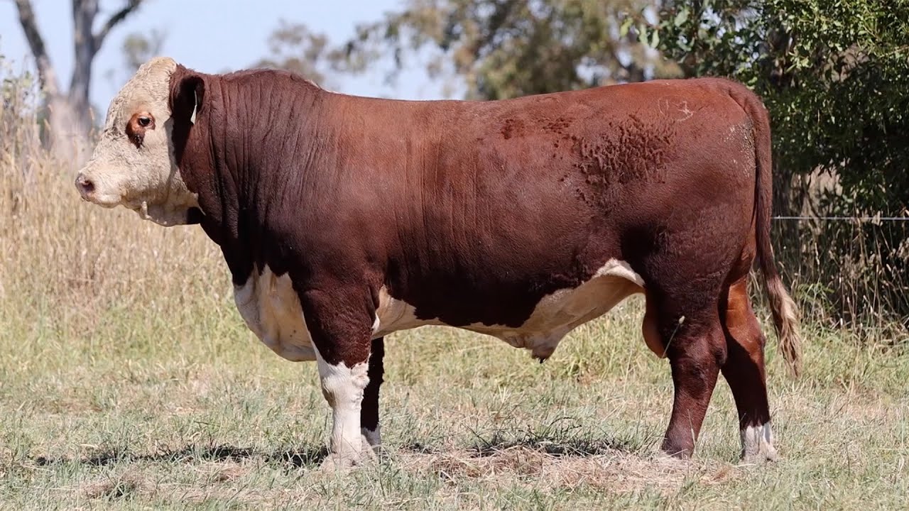 Lot 48 HRPT324 Mawarra Genetics 2024 - YouTube