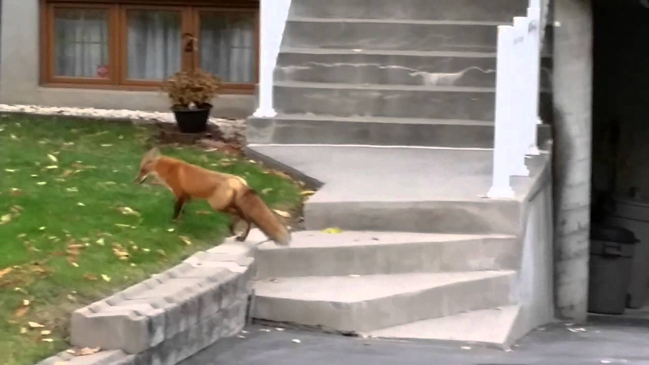 Wild fox running around the neighborhood - YouTube