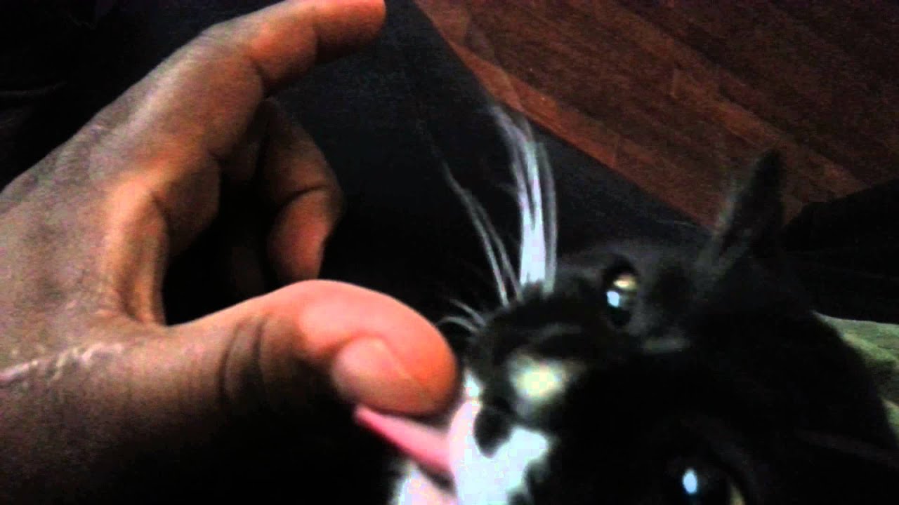 Cat eats man alive - YouTube