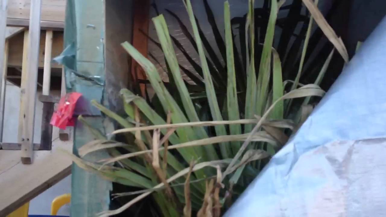 Fried one of My Windmills. :( - YouTube