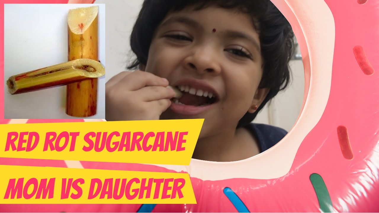 Red Rot in Sugarcane - Reason by Little Girl | Don't Miss Her Reactions ...