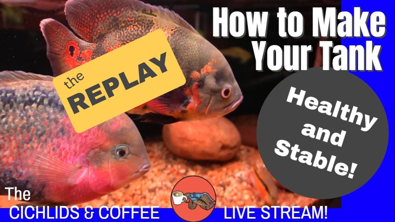 5 Tips for a *HEALTHY & THRIVING* Fish Tank! - YouTube