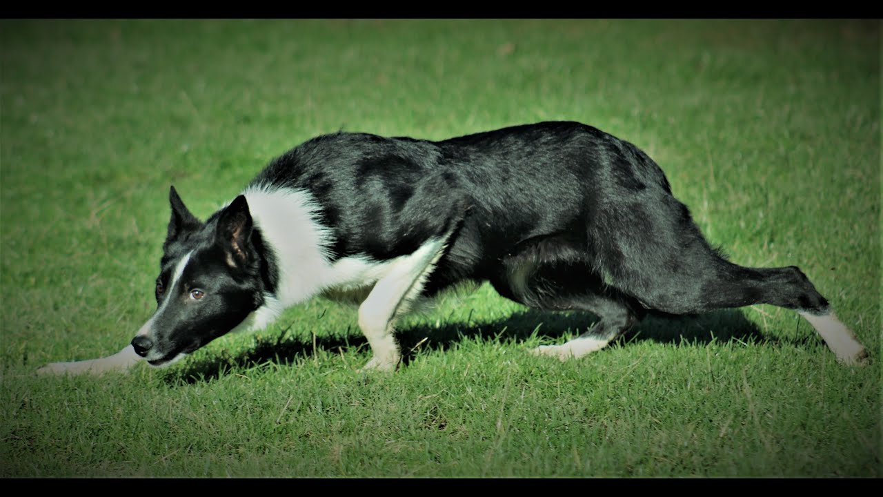 Lot 68: Cefneithin Rex: 01.02.23: Farmers Marts Dolgellau Sheepdog ...