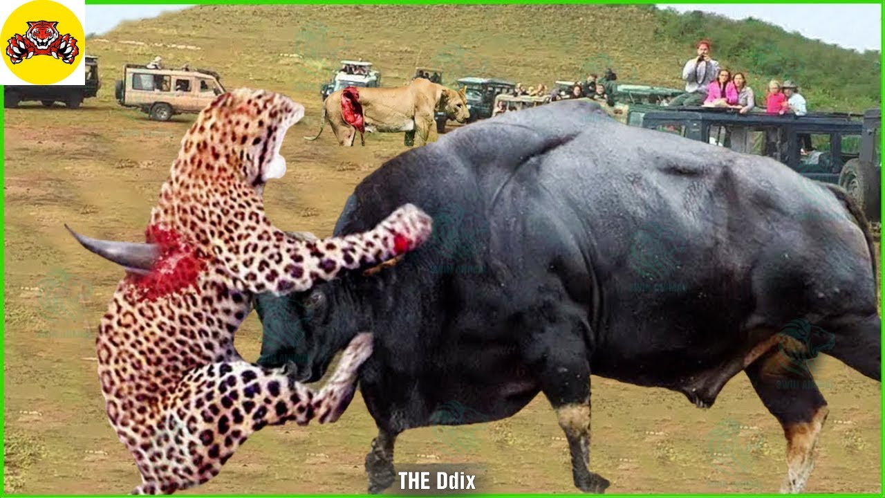 30 moments when a lion was attacked by a wild buffalo leading to body ...