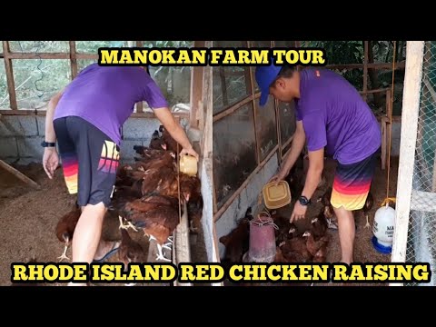 UPDATE SA ATING MANOKAN | RHODE ISLAND RED CHICKEN RAISING FARM TOUR ...
