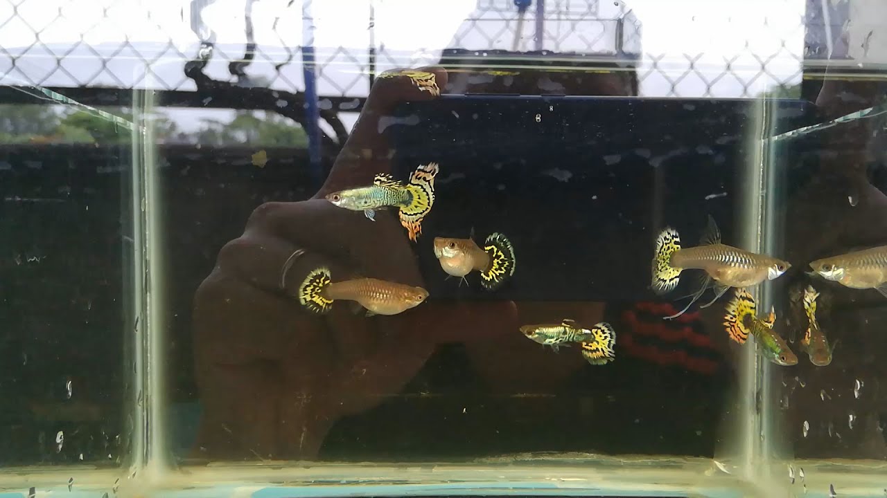 Tiger Half Moon Ribbon TBB Size 3 Tháng Tuổi - YouTube