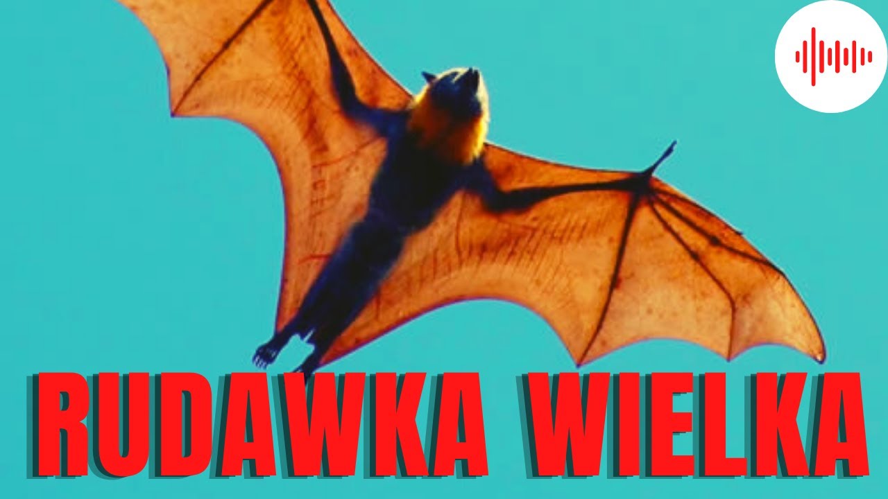 Rudawka Wielka. Odgłosy Rudawki Wielkiej. Dźwięki Rudawki. Odgłosy ...