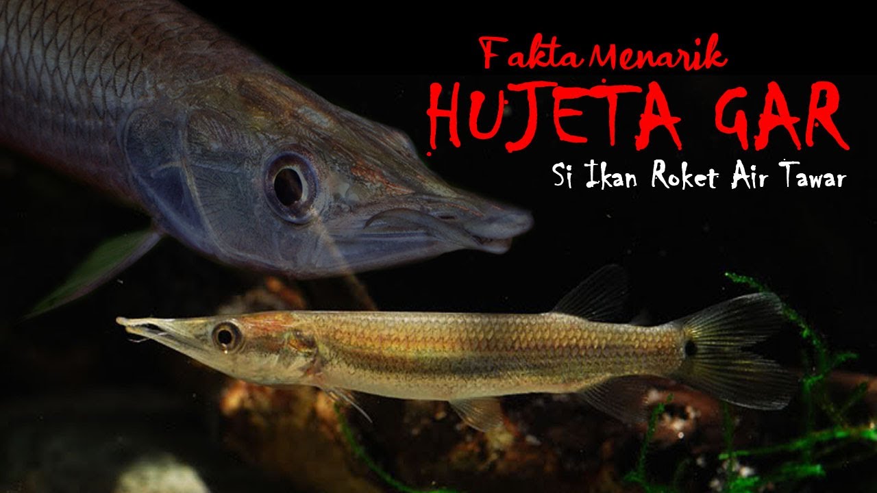 Hujeta Gar Size