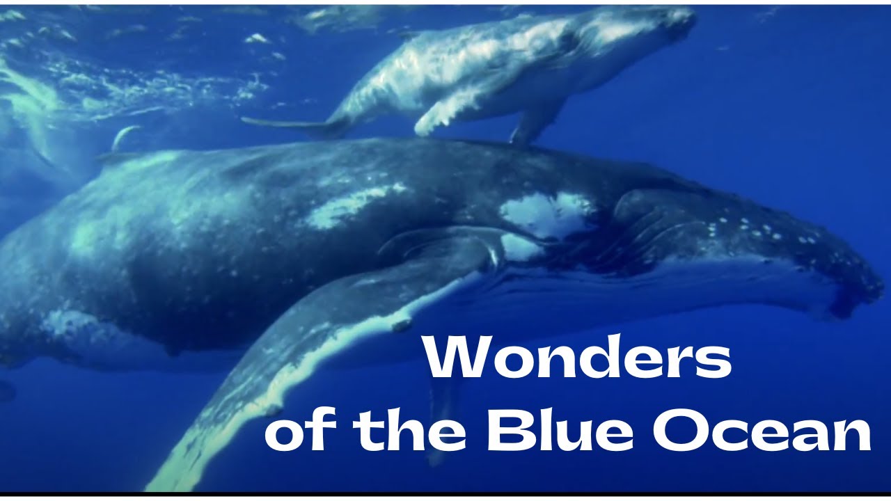 The Southern Ocean; Wonders of the Blue Ocean - YouTube