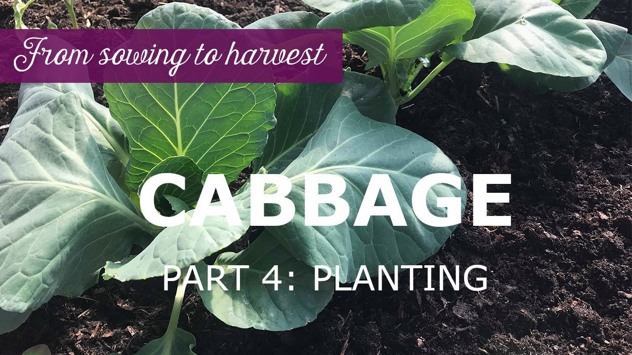 Cabbage from sowing to harvest part 4: Planting - YouTube