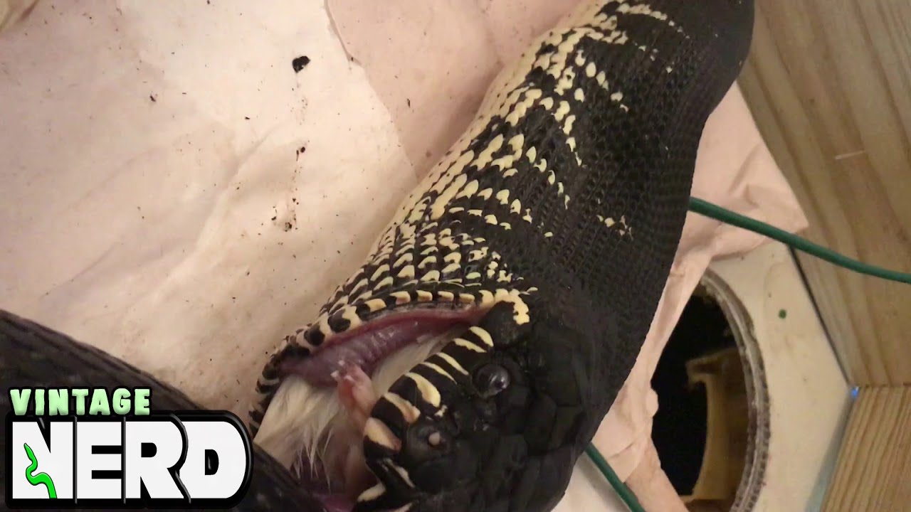 Boelens Pythons at feed time. - YouTube