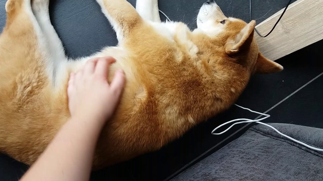 lazy doggo gettin a scratch - YouTube