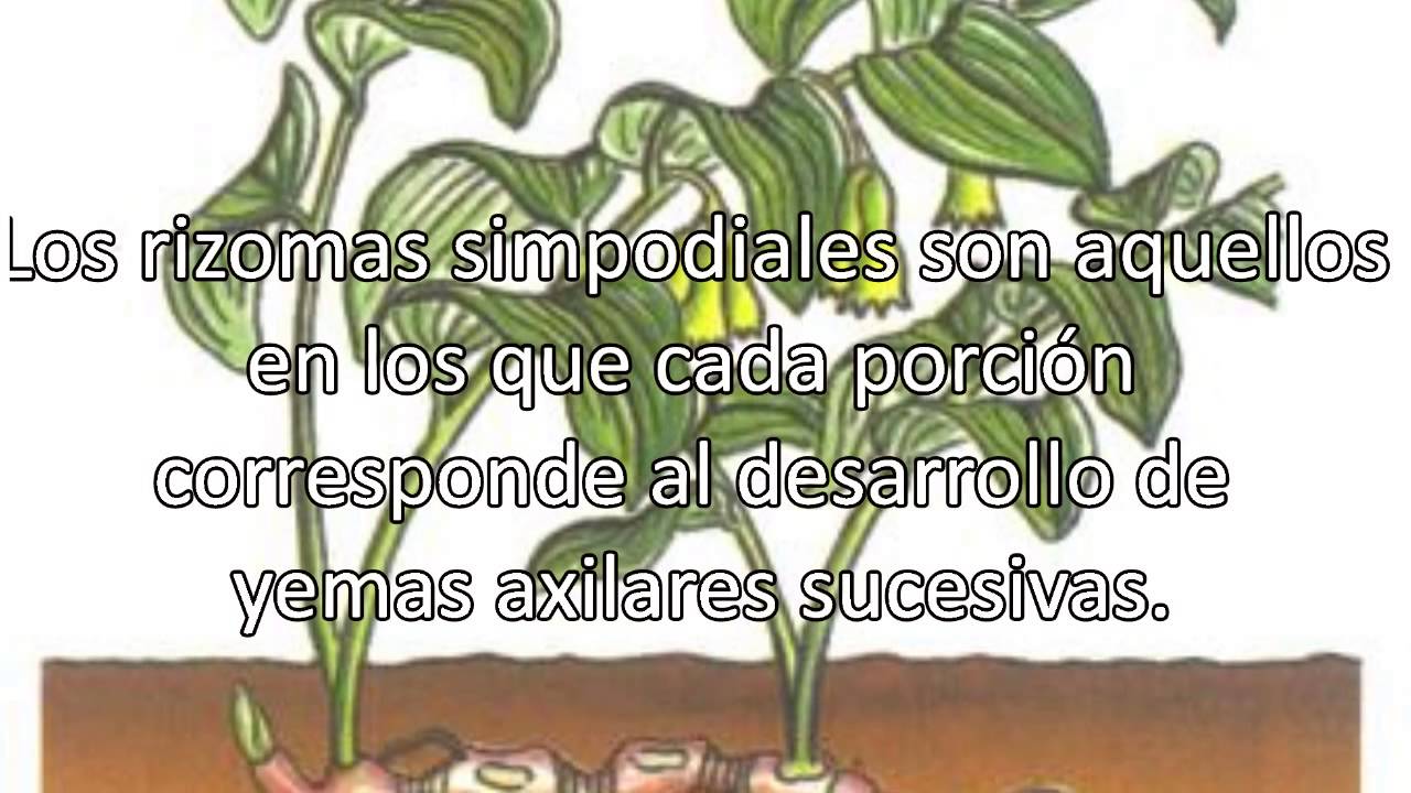 Los Rizoma felipe cardenas - YouTube