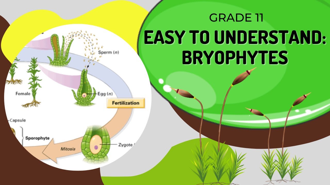 Bryophytes - YouTube