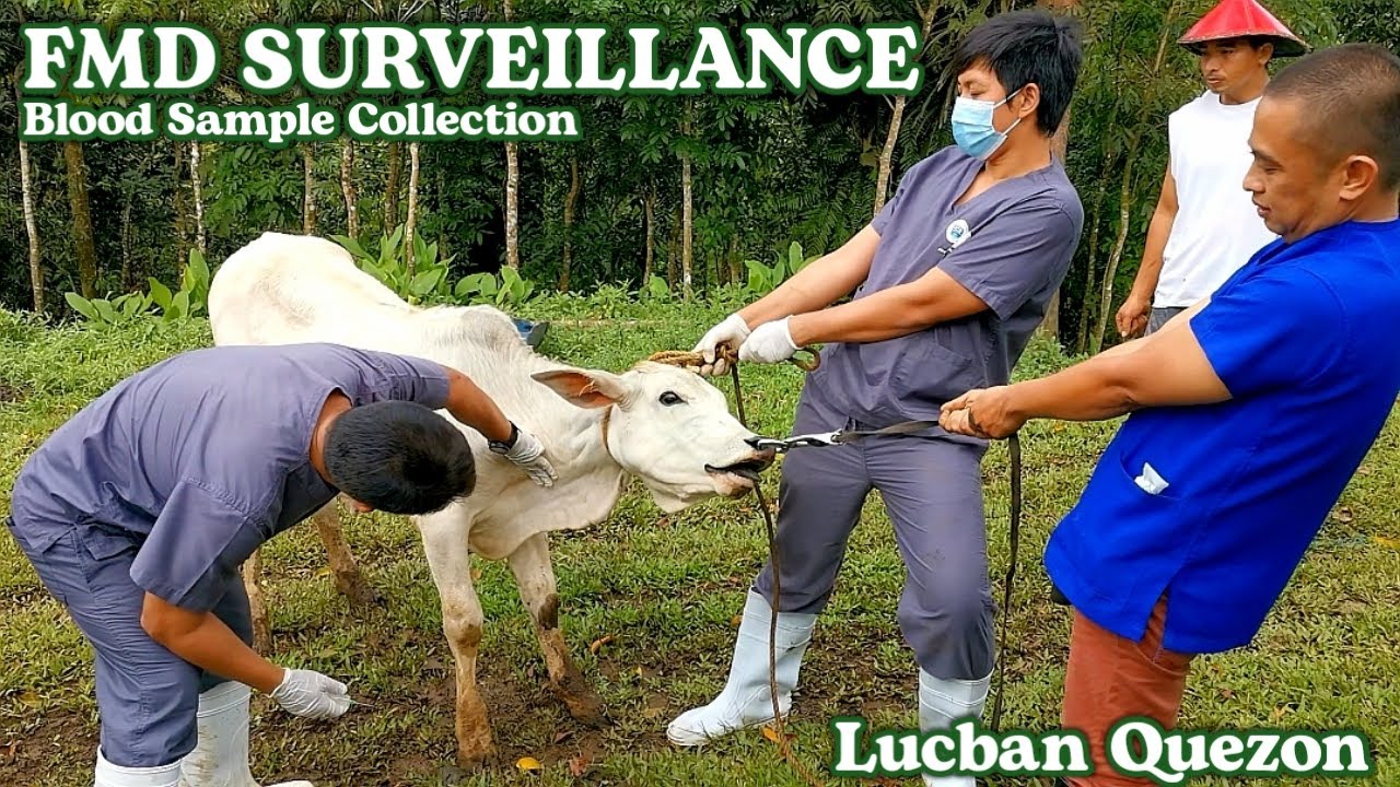 FMD SURVEILLANCE | BLOOD SAMPLE COLLECTION | LUCBAN QUEZON | Muntik na ako masipa ng baka - YouTube