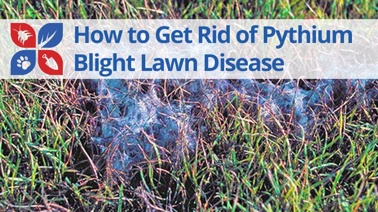 Pythium Blight Lawn Disease Treatment Tips | DoMyOwn.com - YouTube