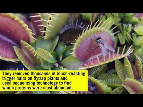 New protein helps carnivorous plants sense and trap their prey