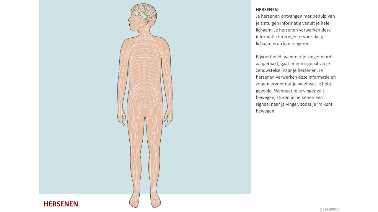 (Inleiding) hersenen - Epilepsie - YouTube