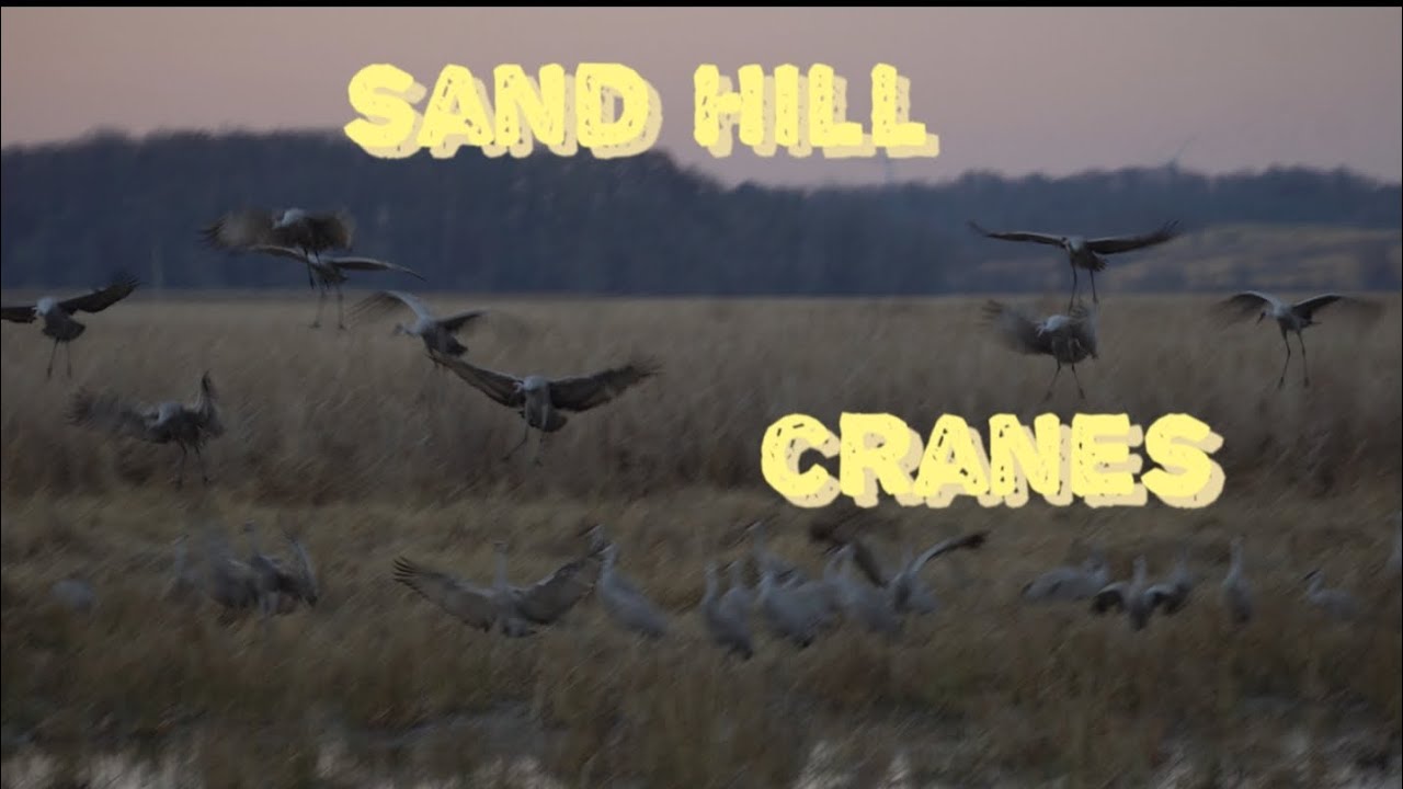 sand hill cranes - YouTube
