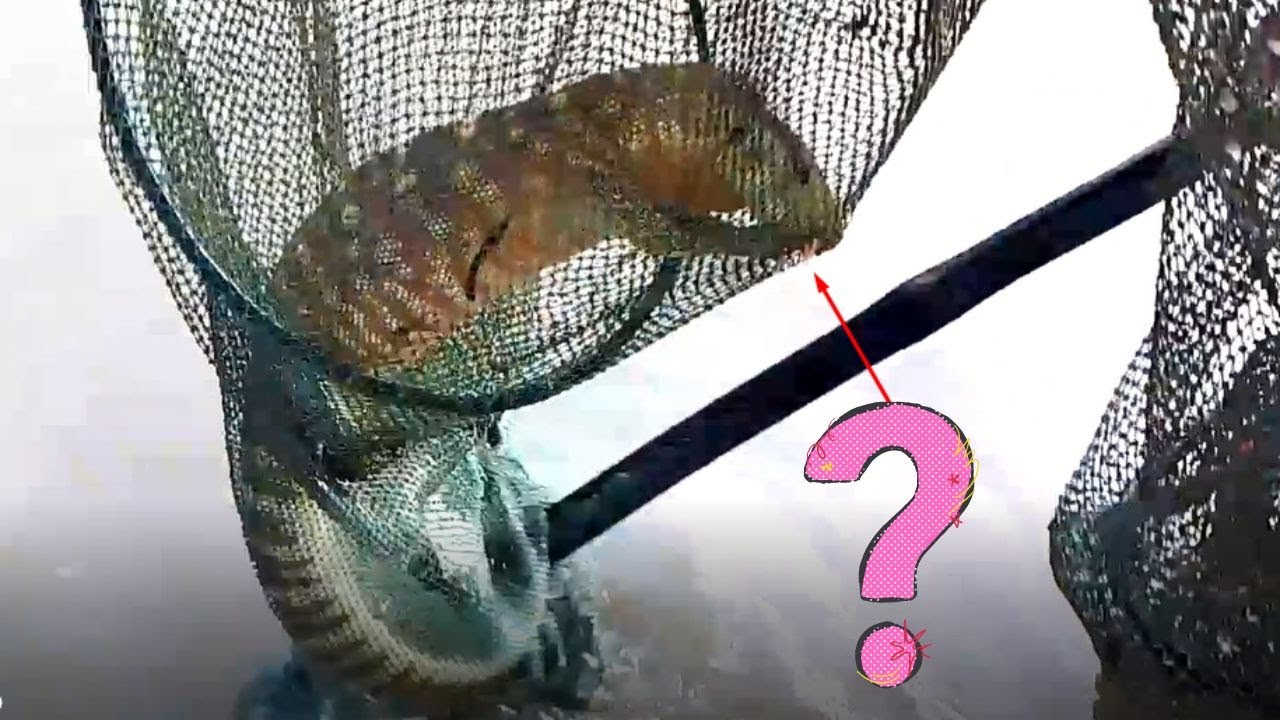 Big Monitor lizards China Ring Trapped in a Net//চায়না জালে গুইসাপ ...