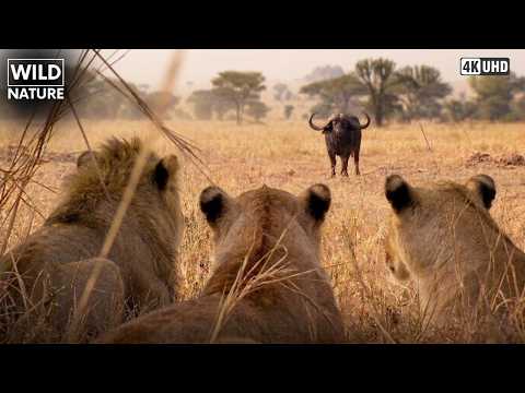 ÁFRICA SELVAGEM — Quando a Caçada Sai do Controle | Documentário Animal