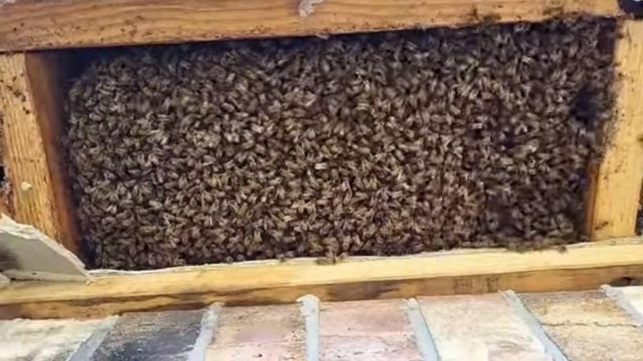 Bee Gone: See How We Removed a Hive From a House Roof! - YouTube