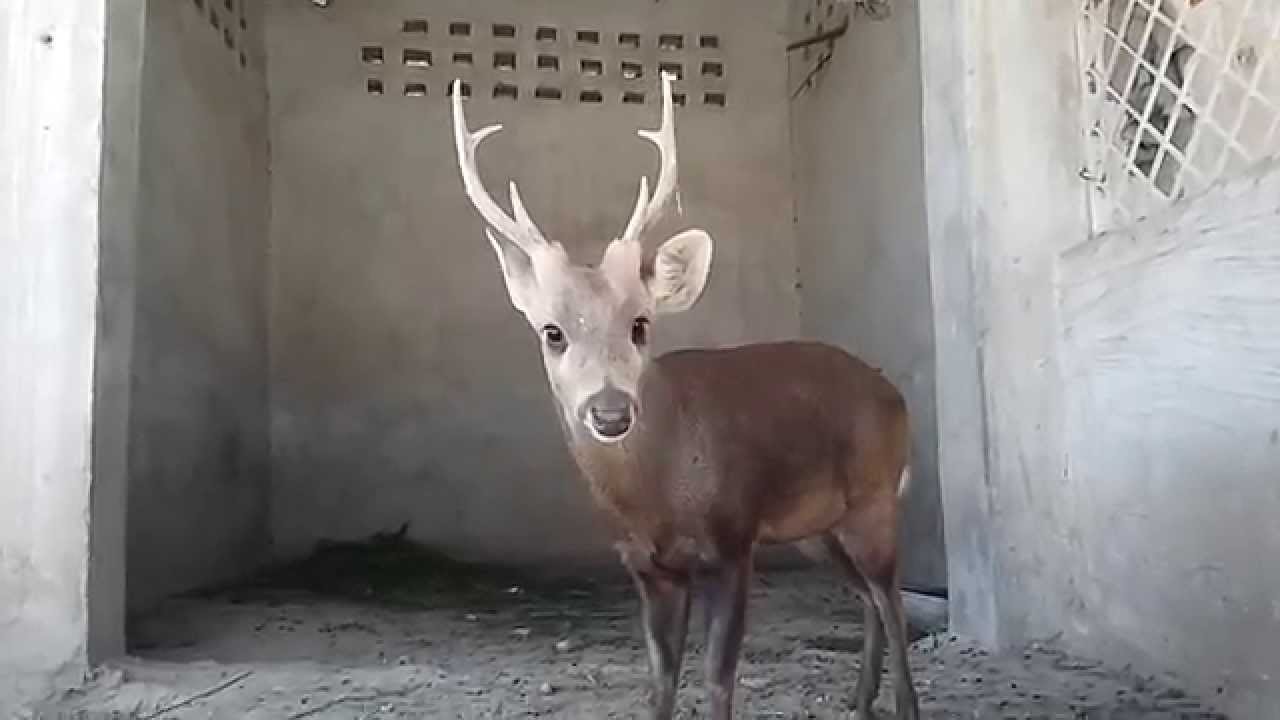 Deer of Pakistan,,HD Video.. - YouTube