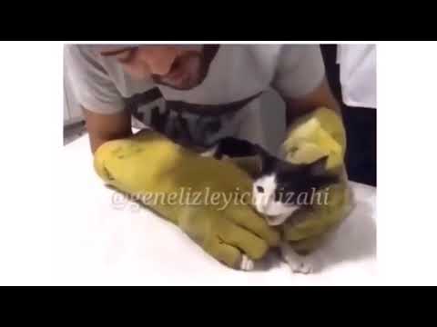 KEDİYLE DÜET YAPAN VETERİNER #komik #eğlence #kedi