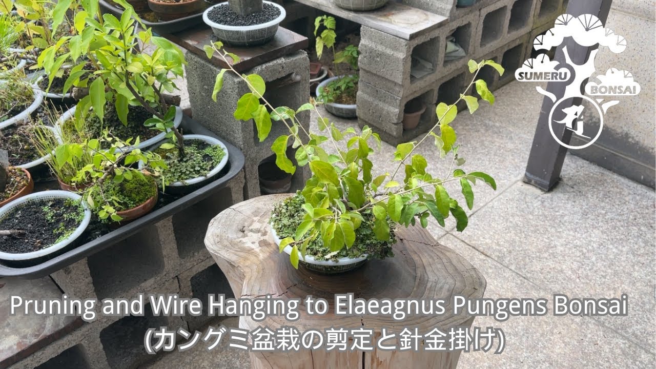 Pruning and Wire Hanging to Elaeagnus Pungens Bonsai(カングミ盆栽の剪定と針金掛け ...